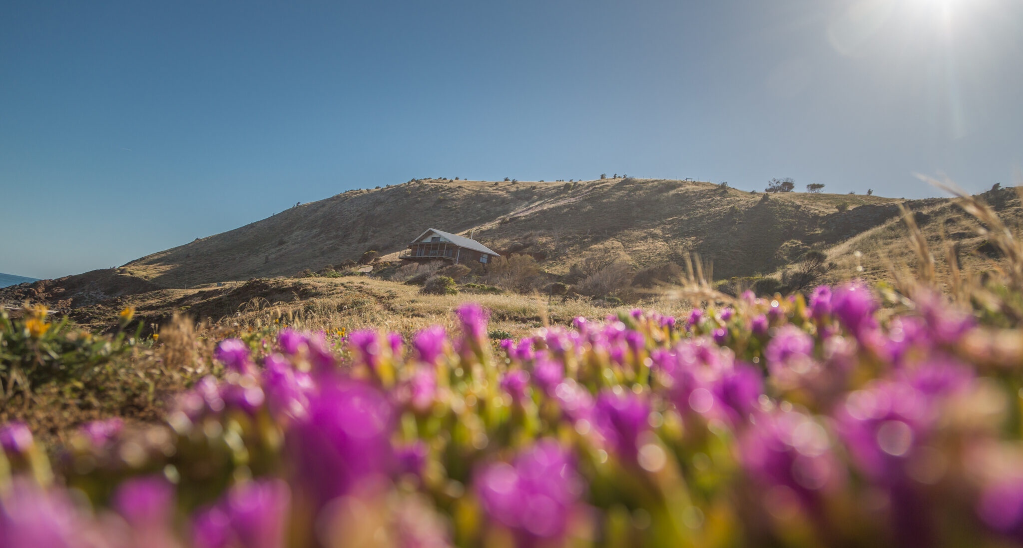 Carrie Flowers-114 - Fleurieu Accommodation
